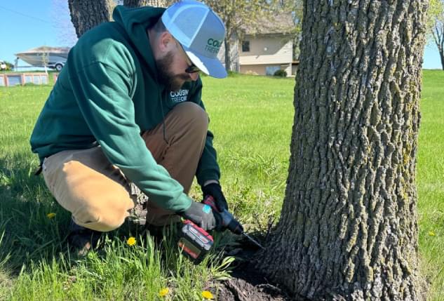 Cousin Tree Care – Save Your Ash Tree